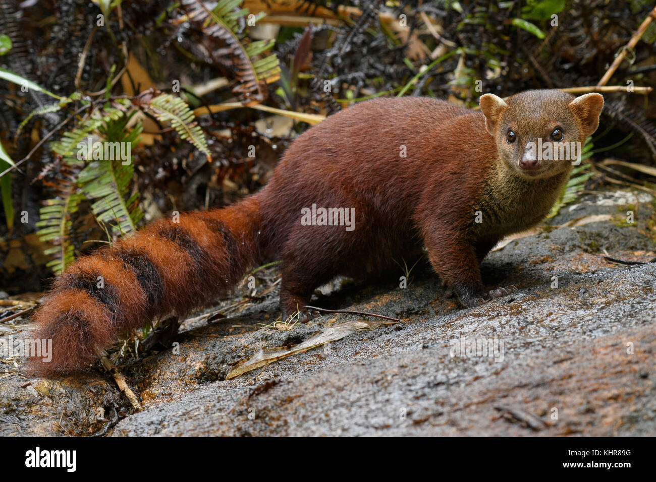Malagasy Ring-tailed Mongoose (Galidia elegans), Marojejy National Park ...