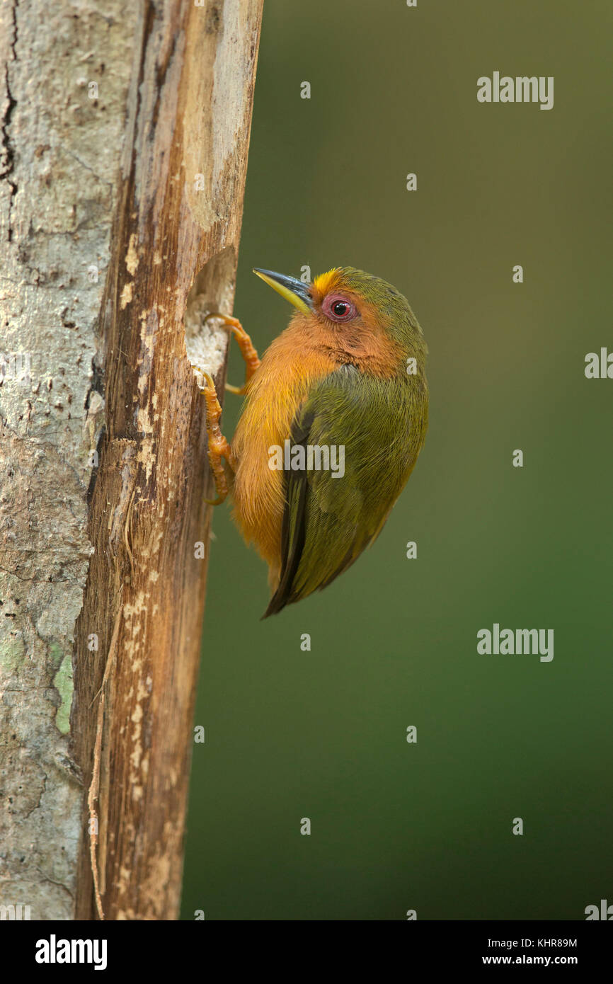 "Rufous Piculet (Sasia abnormis) male, Johor, Malaysia Stock Photo - Alamy