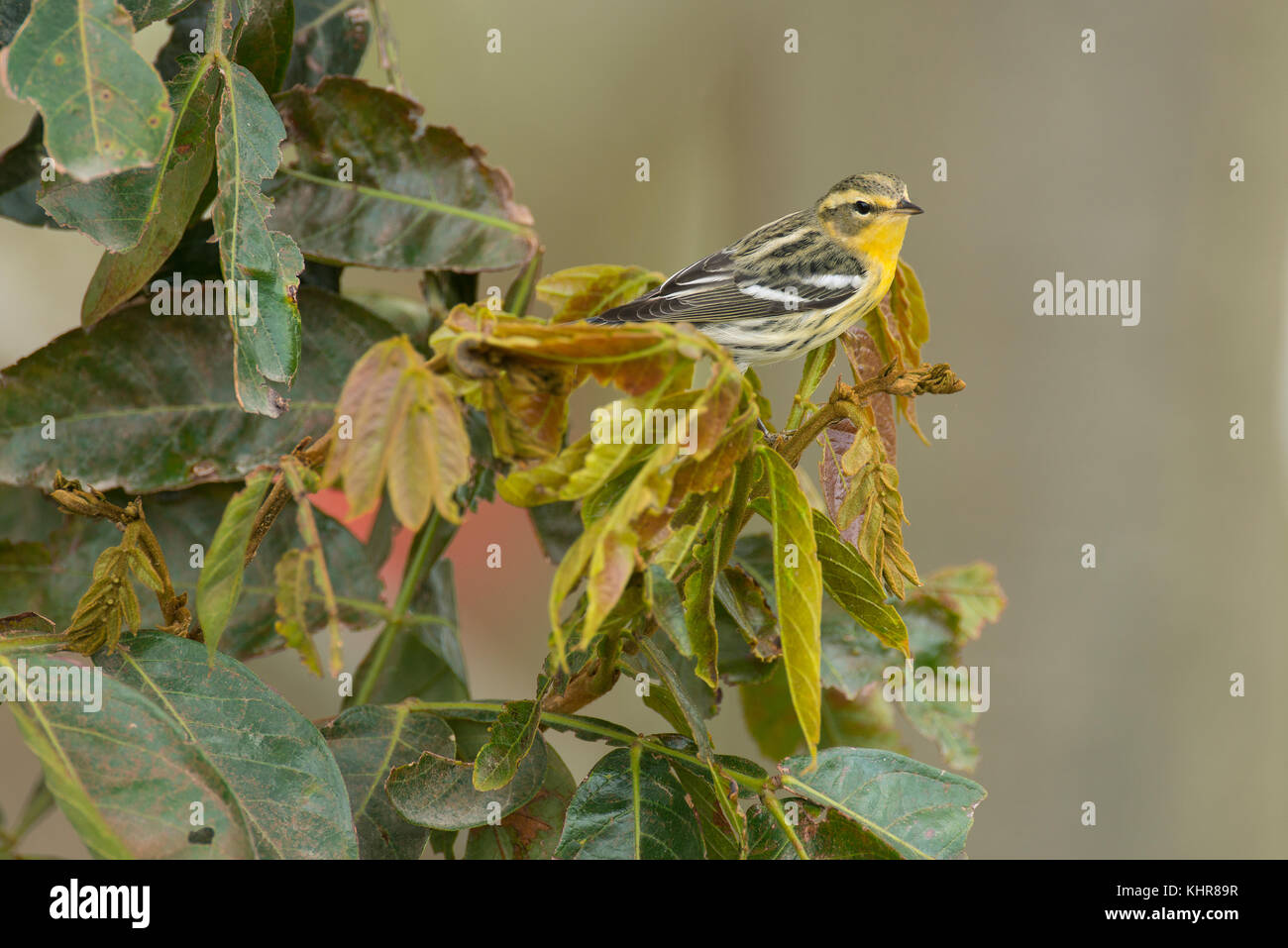 Blackburnian Warbler (Setophaga fusca), Ecuador Stock Photo - Alamy
