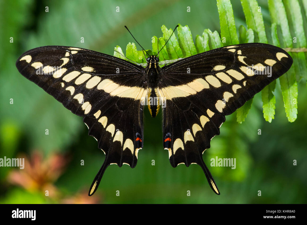Thoas Swallowtail (Papilio thoas) butterfly, Mindo Cloud Forest ...