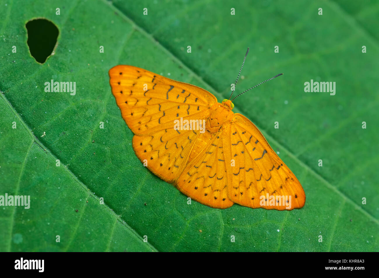 Fatimella Emesis (Emesis fatimella) butterfly, Rio Claro Nature Reserve ...