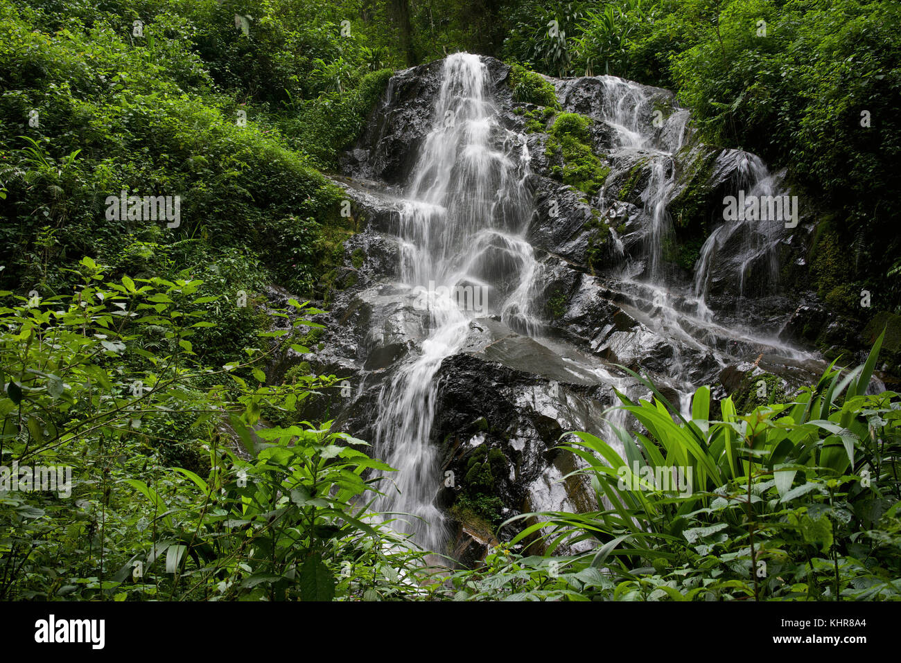 Waterfall in the rainforest, Nyungwe Forest, Rwanda Stock Photo - Alamy