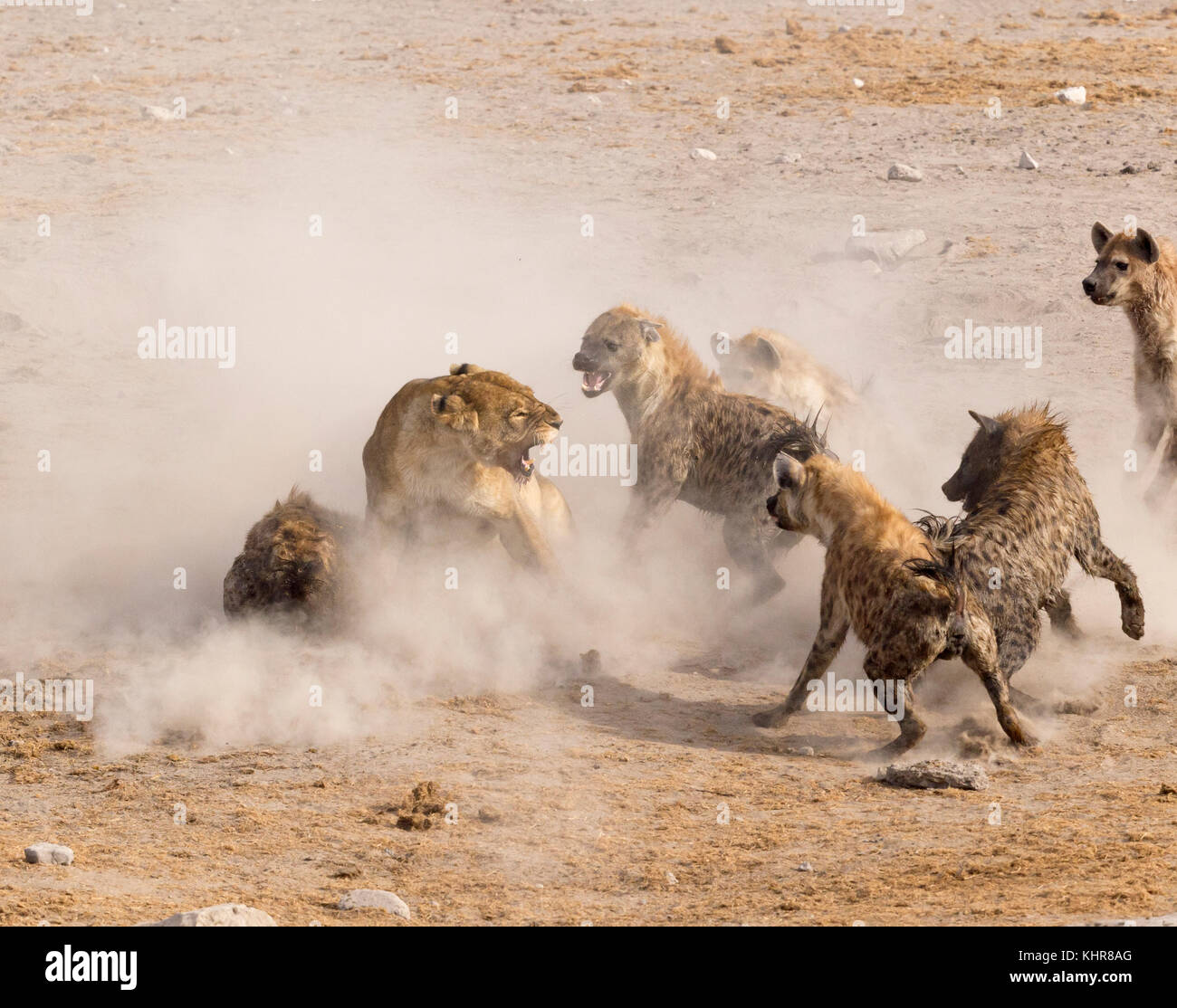 Spotted hyenas lion High Resolution Stock Photography and Images - Alamy