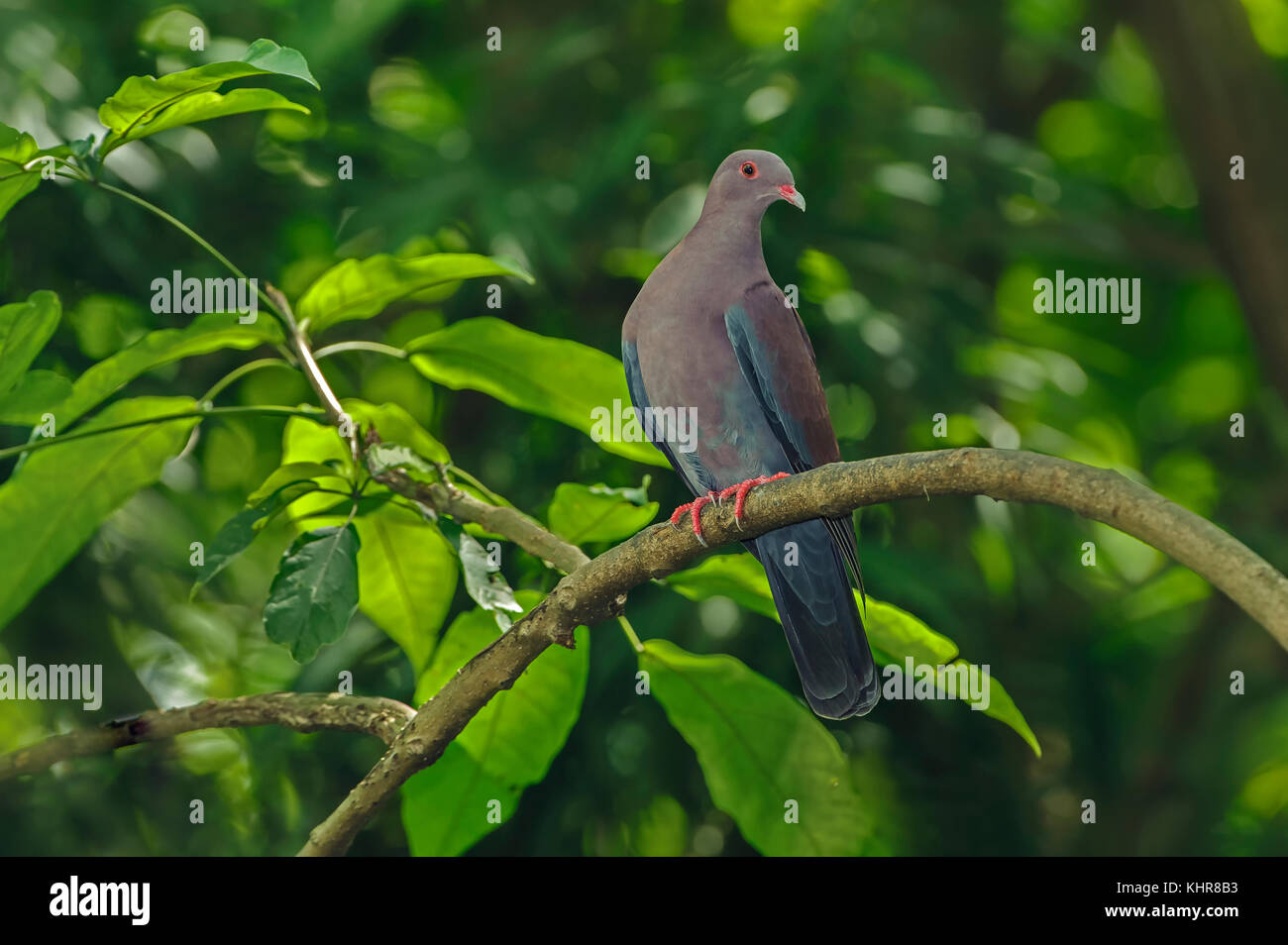 Peruvian Pigeon (Columba oenops), native to Peru Stock Photo - Alamy