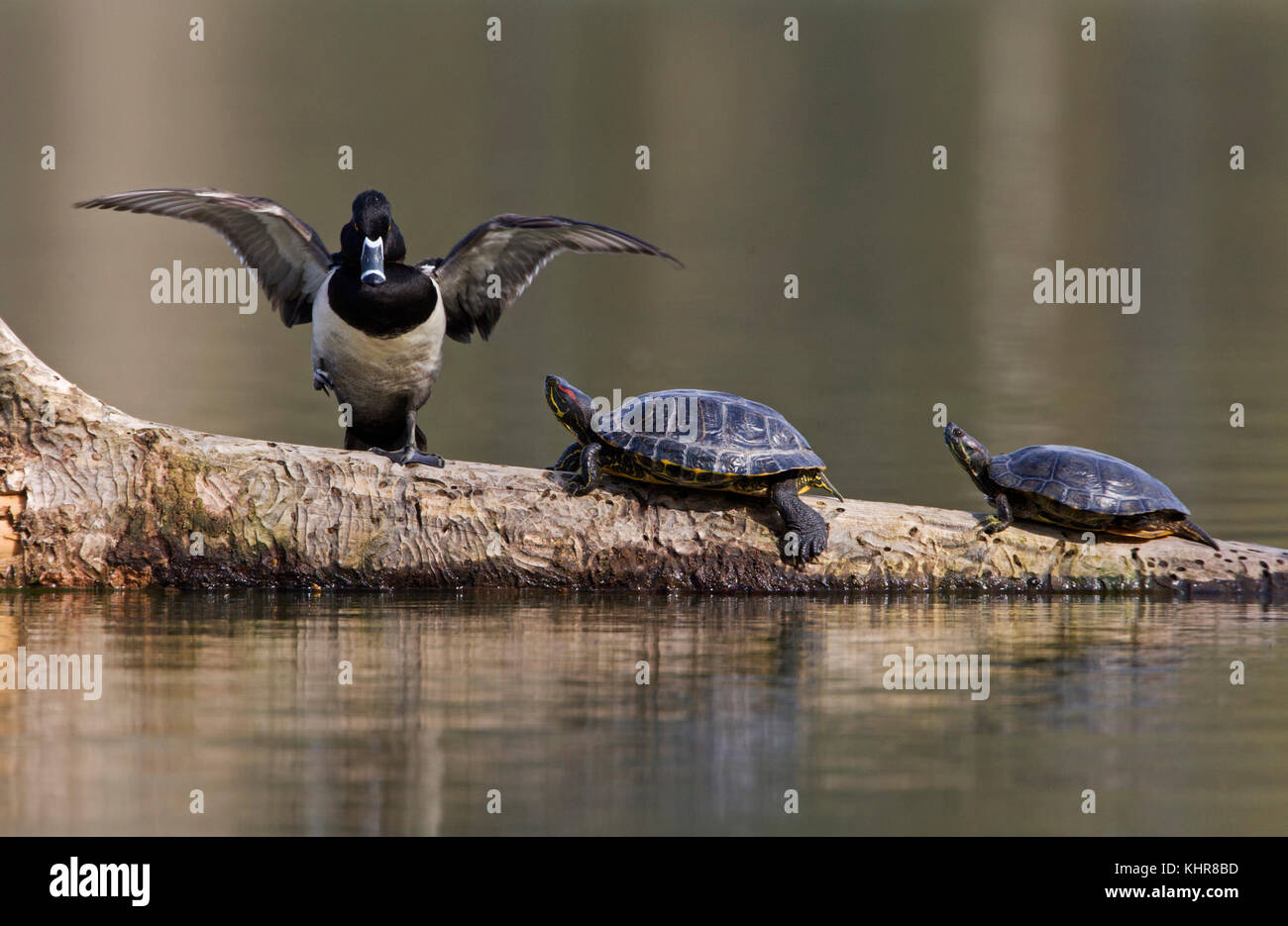 Ring-necked Duck (Aythya collaris) male with basking Red-eared Slider ...
