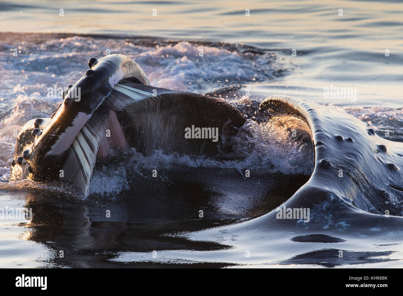 Humpback Whale (Megaptera novaeangliae) gulp feeding, southeast Alaska ...