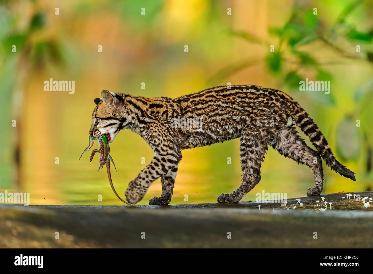 Ocelot (Leopardus pardalis) kitten carrying lizard prey, Mamiraua ...