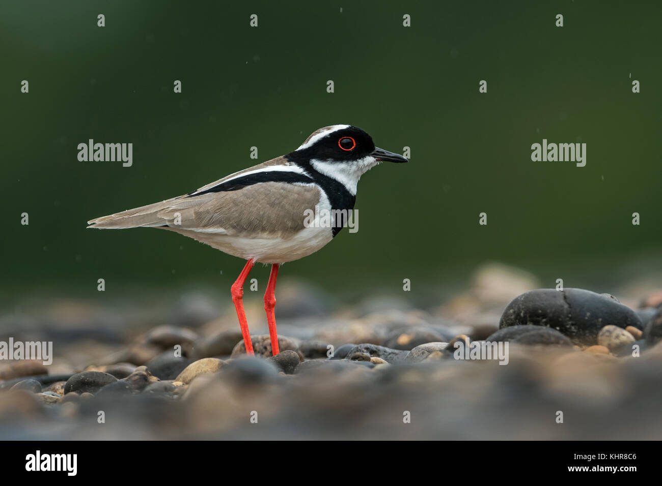 Pied Lapwing (Vanellus cayanus), Los Llanos, Colombia Stock Photo - Alamy