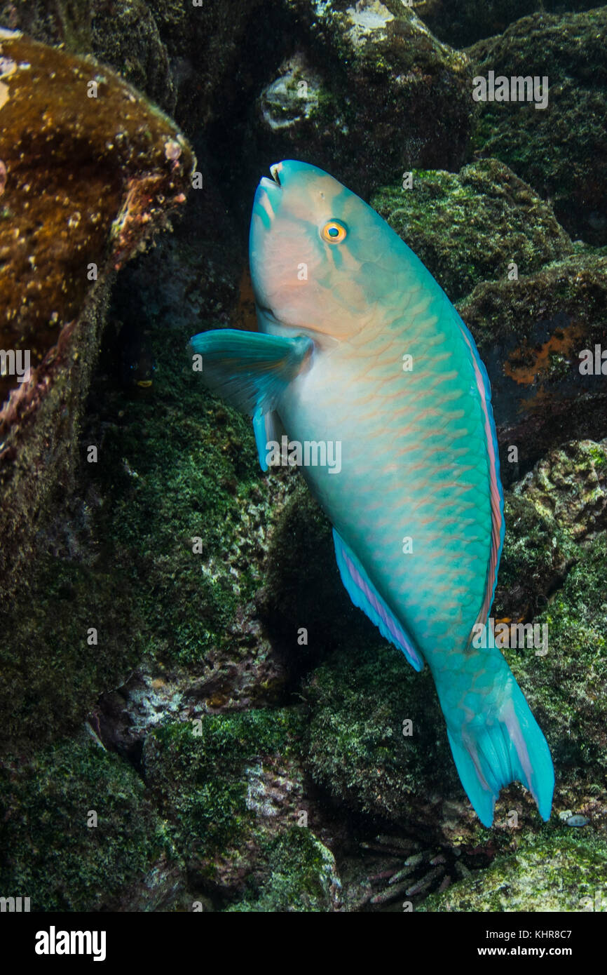Blue-barred Parrotfish (Scarus ghobban), North Seymour Island ...