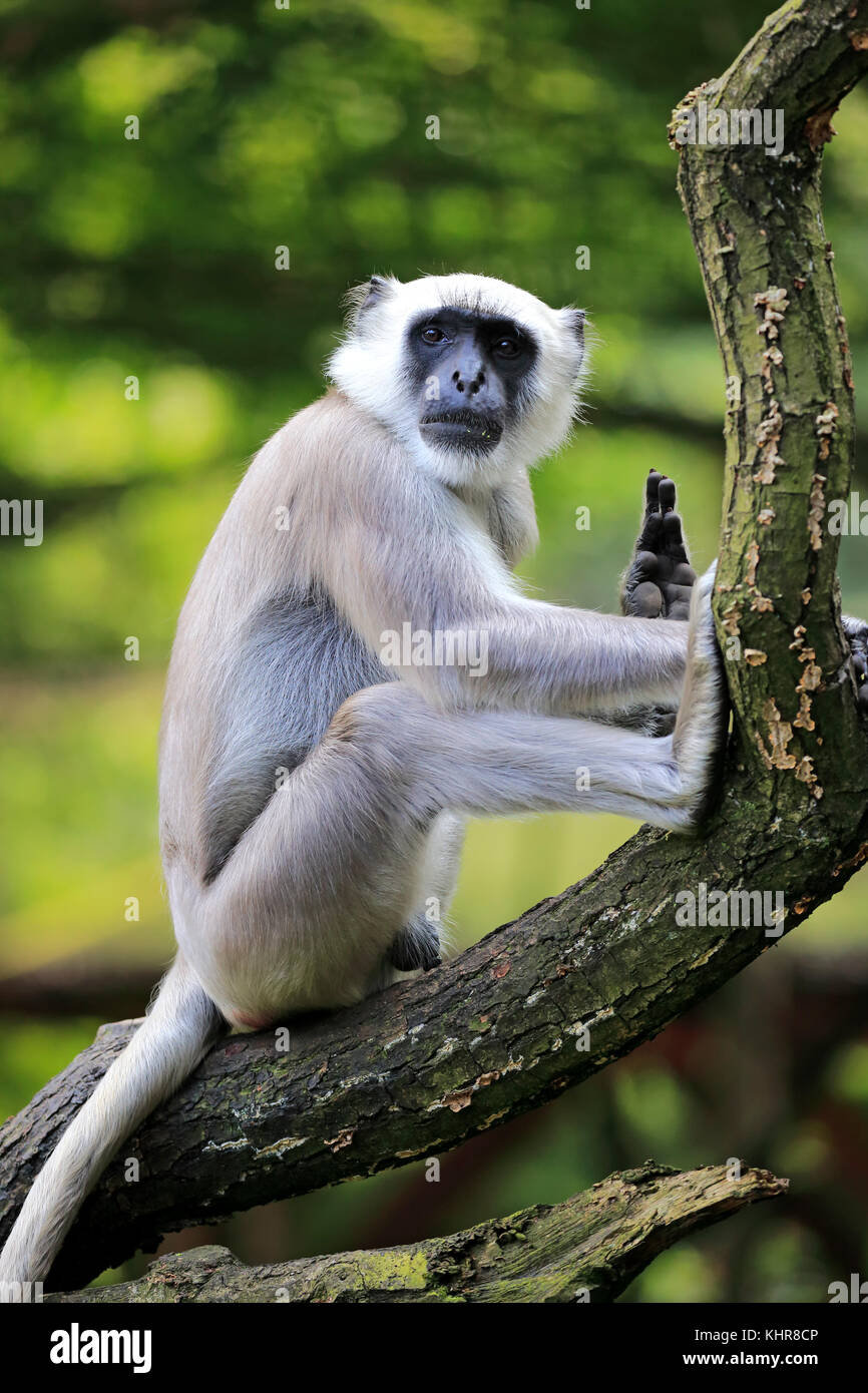 Hanuman Langur (Semnopithecus entellus), native to Asia Stock Photo - Alamy
