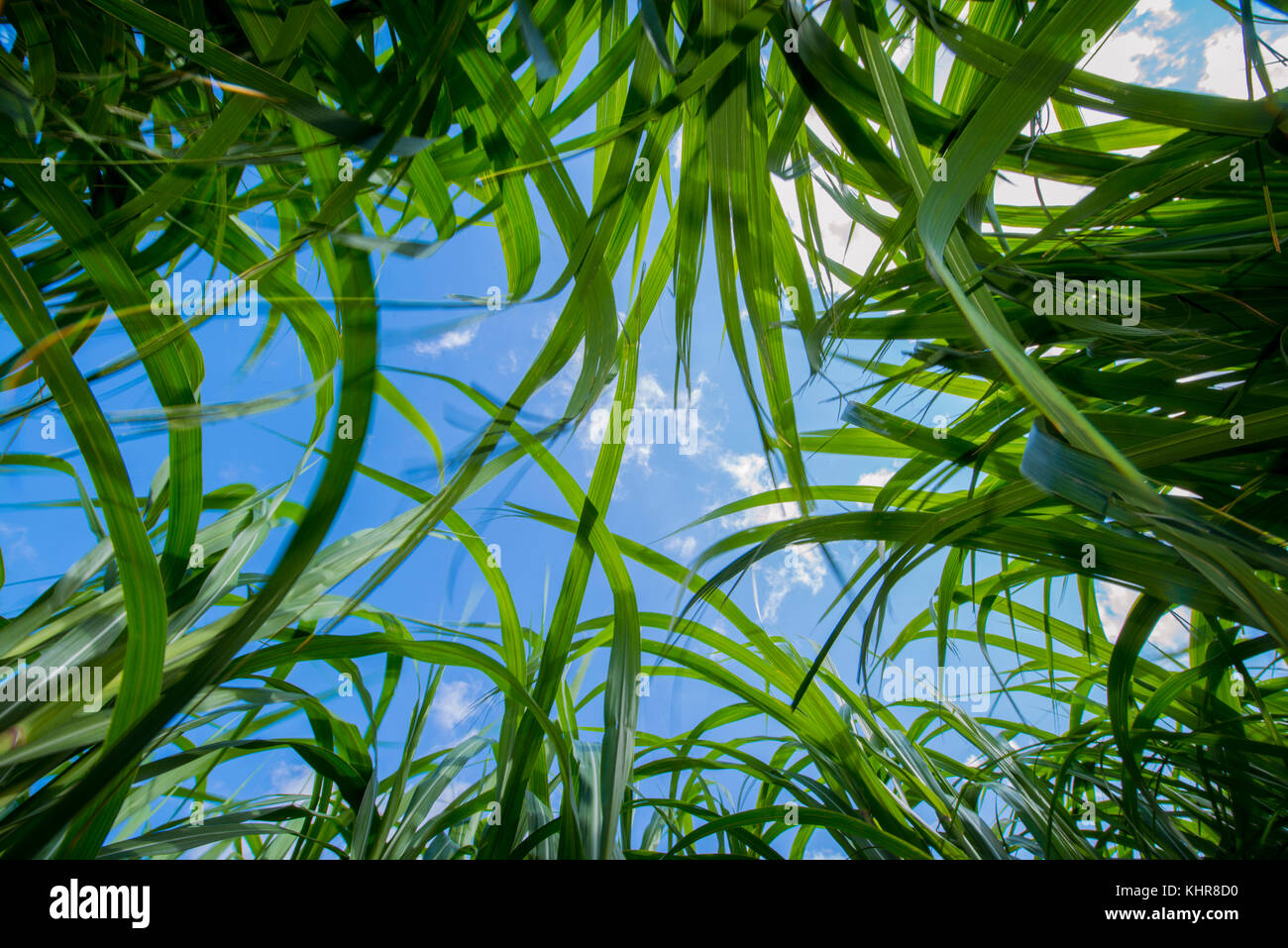 Chinese Silvergrass (Miscanthus sinensis), Netherlands Stock Photo - Alamy