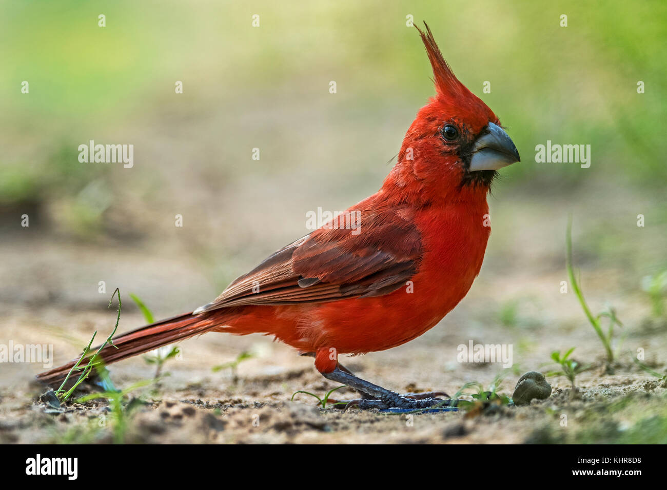 Vermilion Cardinal (Cardinalis phoeniceus) male, Guajira Peninsula ...