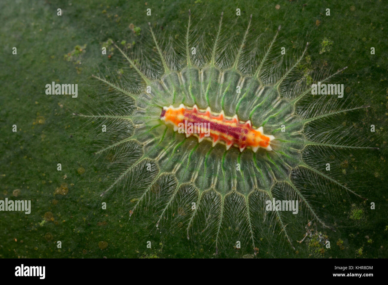 Cup Moth (Idonauton apicalis) caterpillar, Cuc Phuong National Park ...
