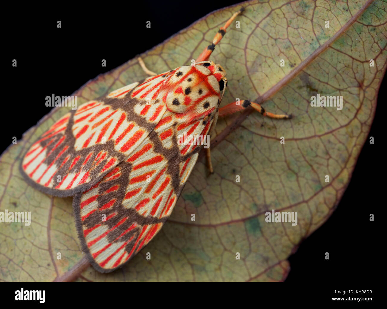 Moth (Barsine euprepia), Mount Kinabalu National Park, Sabah, Borneo ...