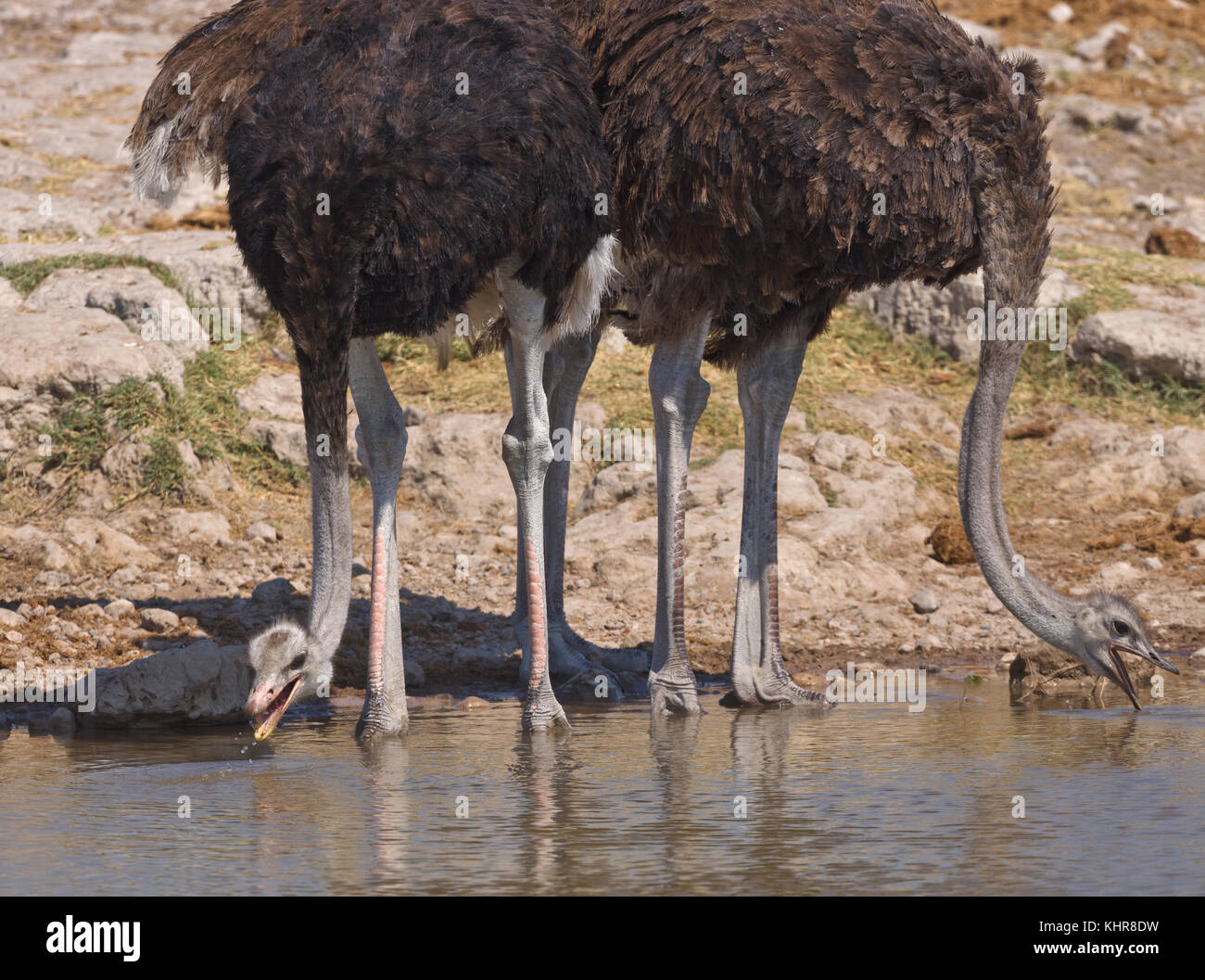 Ostrich (Struthio camelus) pair drinking at waterhole in dry season ...