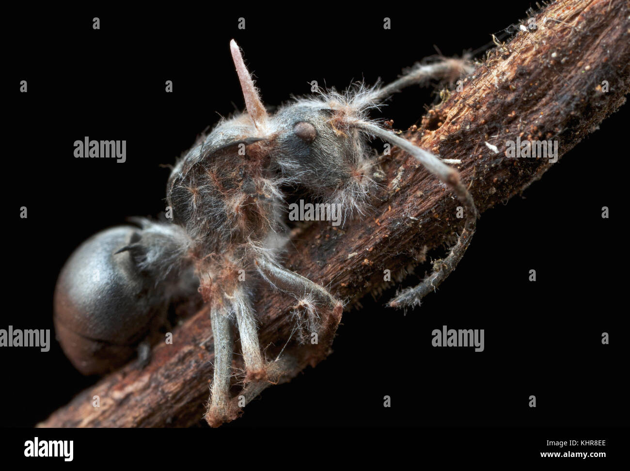 Ant (Polyrhachis schlueteri) infected with Sac Fungus (Cordyceps sp ...