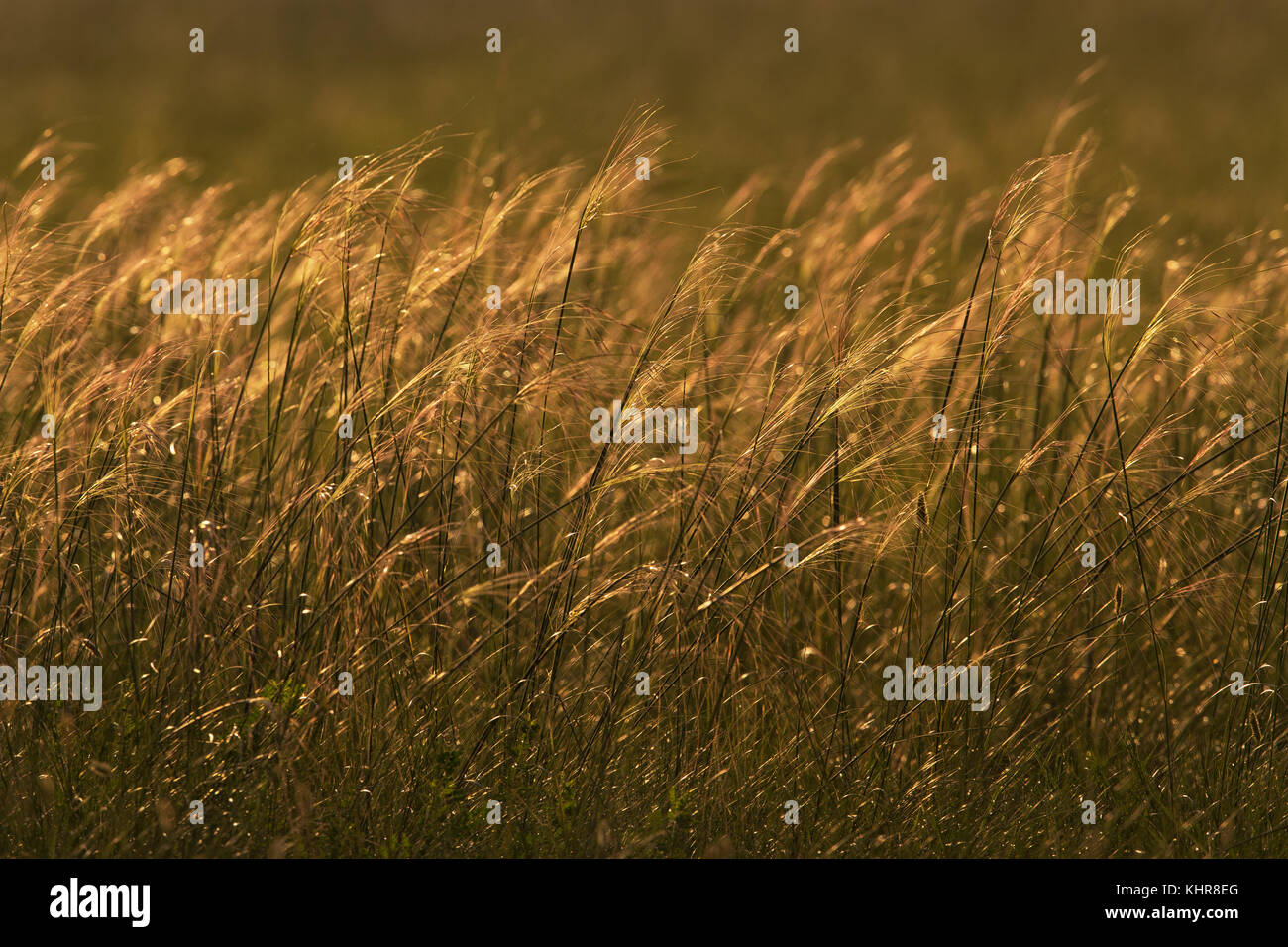 Needlegrass (Stipa krylovii), eastern Mongolia Stock Photo - Alamy