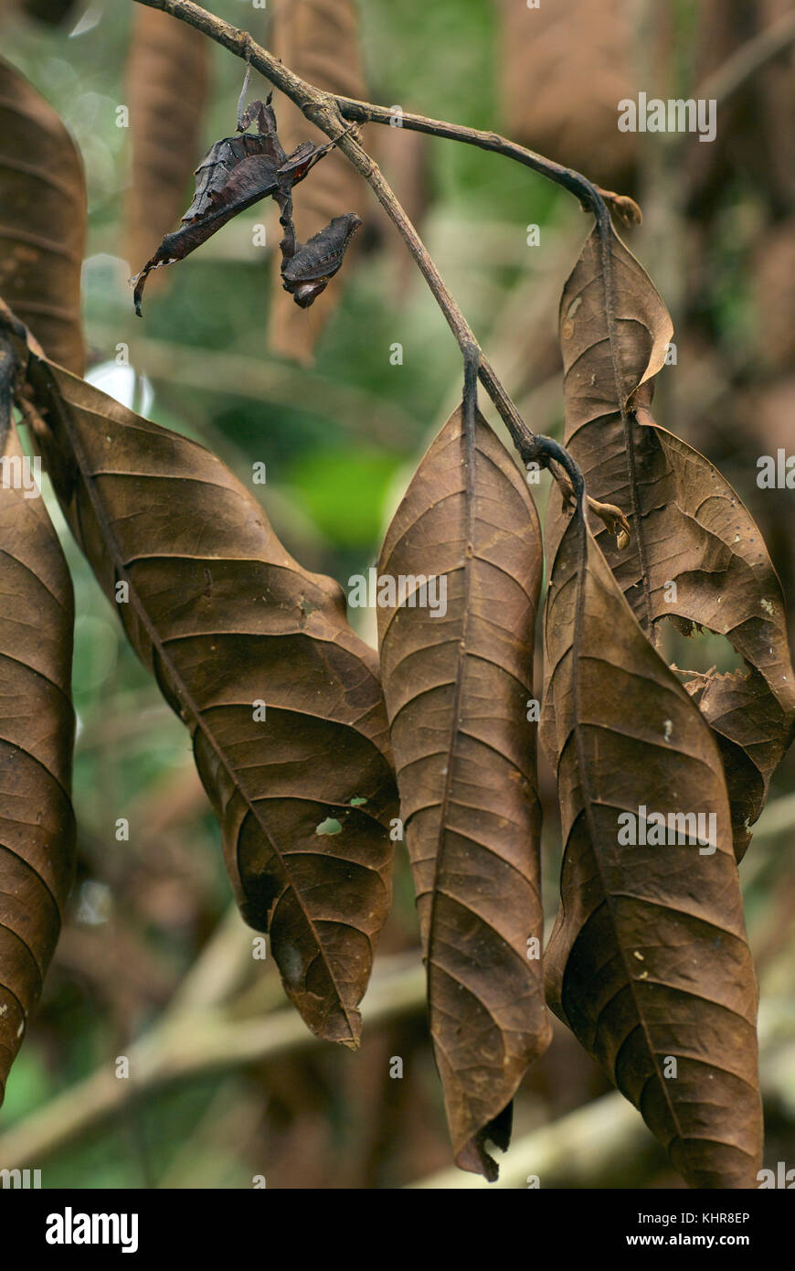 Mantid (Acanthops sp) mimicking leaves, Leticia, Colombia Stock Photo ...