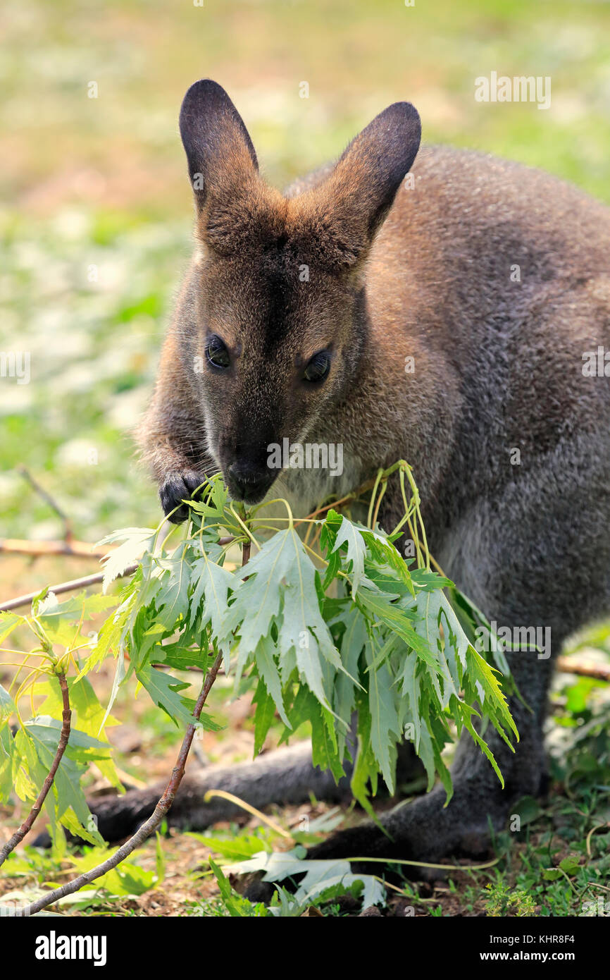 Red-necked Wallaby (Macropus rufogriseus) browsing, Landau, Germany ...