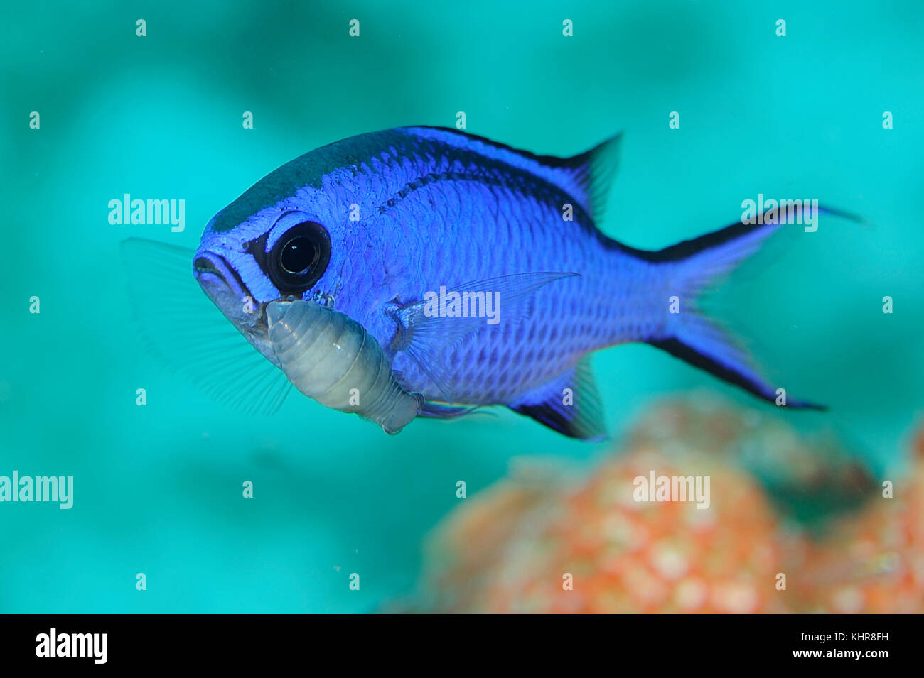 Blue Chromis (Chromis cyanea) with parasite, Dominican Republic ...