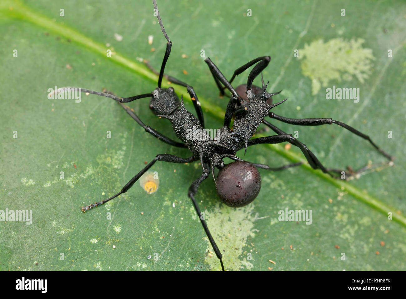Spiny Ant (Polyrhachis armata) pair from two different colonies ...
