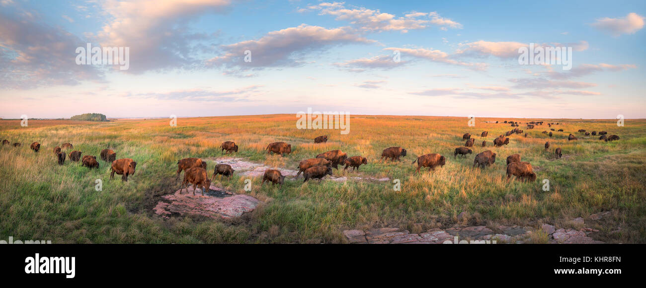 American Bison (Bison bison) herd on prairie with quartz, Blue Mounds ...