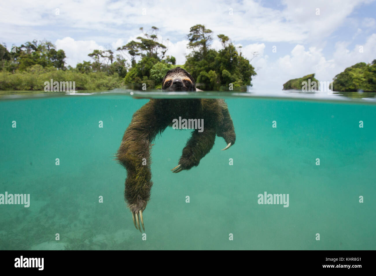 Pygmy Three-toed Sloth (Bradypus pygmaeus) swimming in mangrove forest ...