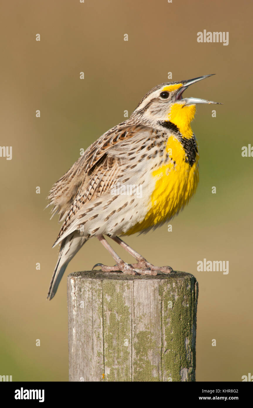 Western Meadowlark (Sturnella neglecta) calling, Wyoming Stock Photo ...