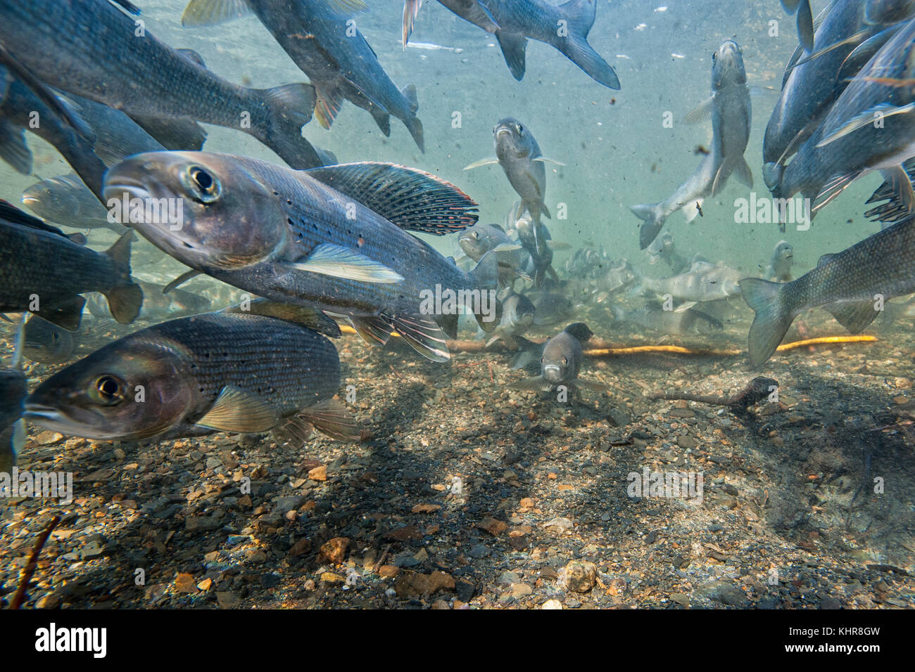 Arctic Grayling (Thymallus signifer) gathering to spawn in small creek ...
