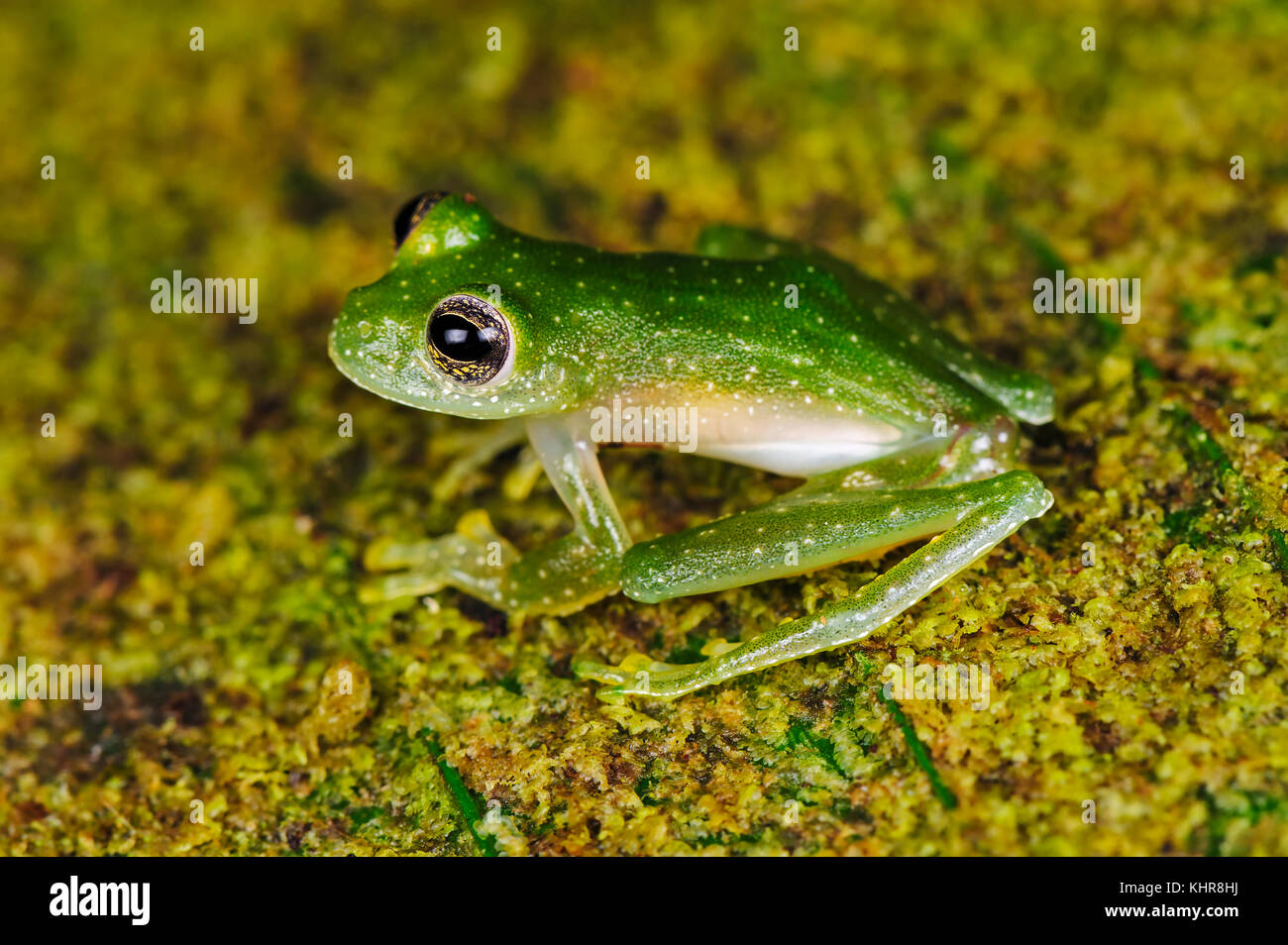 Glass Frog (Centrolene peristictum), San Cipriano, Colombia Stock Photo ...