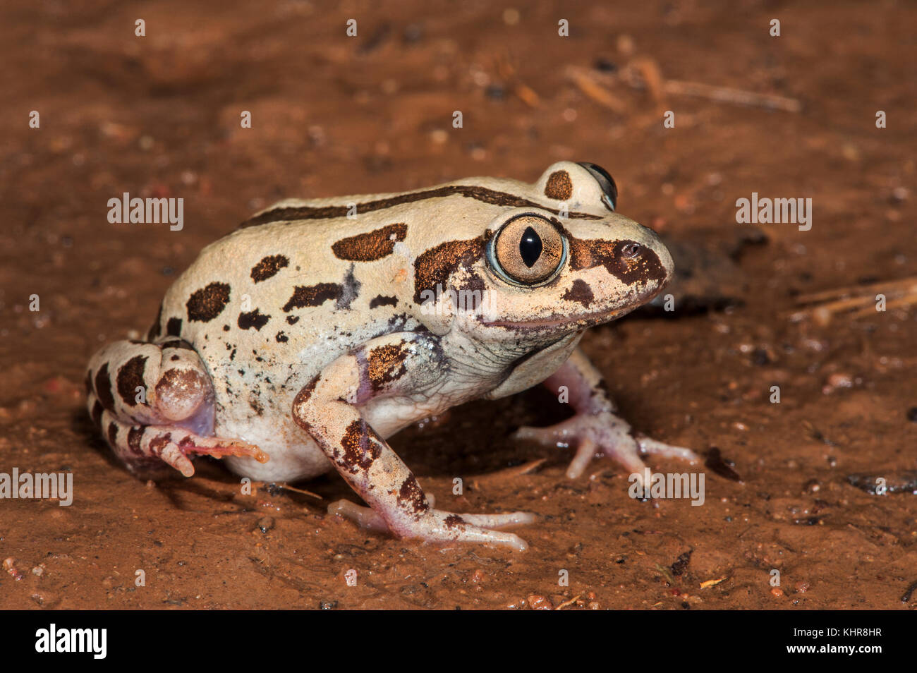 Senegal Running Frog (Kassina senegalensis), Marakele National Park ...