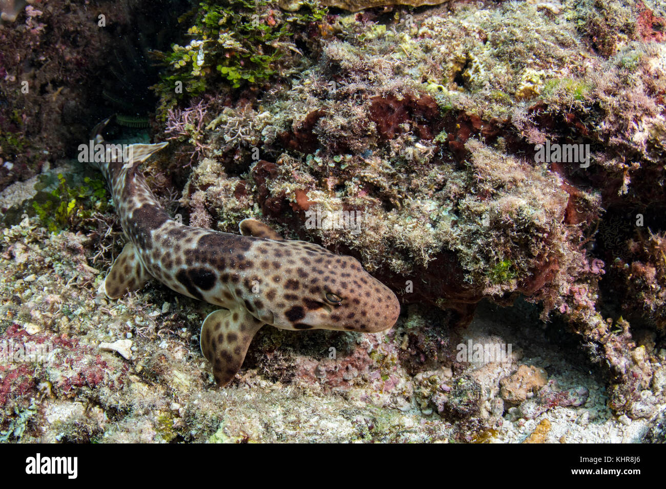 Indonesian Speckled Carpetshark (Hemiscyllium freycineti), Raja Ampat ...