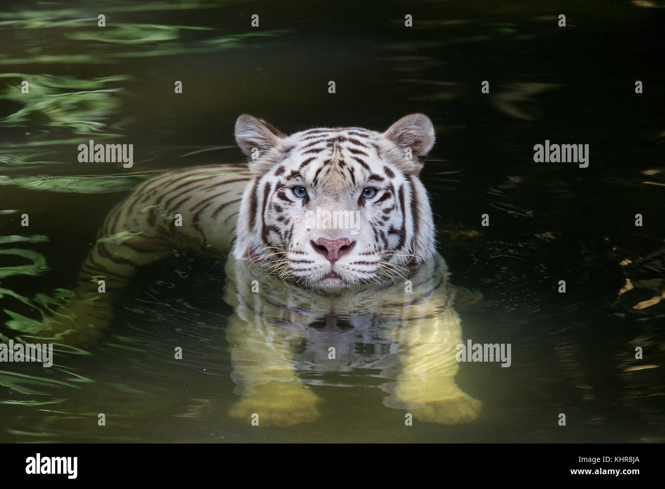 Bengal Tiger (Panthera tigris tigris), white morph, native to India ...