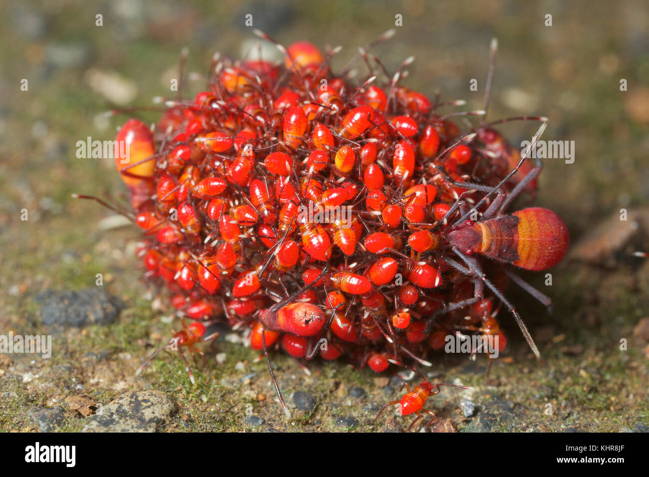 Capsid Bug (Miridae) parents guarding young, La Amistad International ...