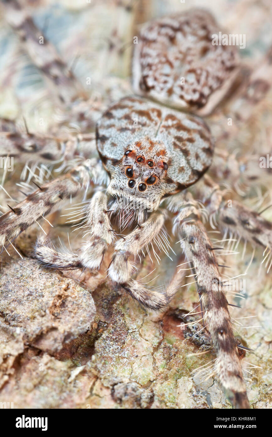 Huntsman Spider (Pandercetes sp), Danum Valley Conservation Area, Sabah ...