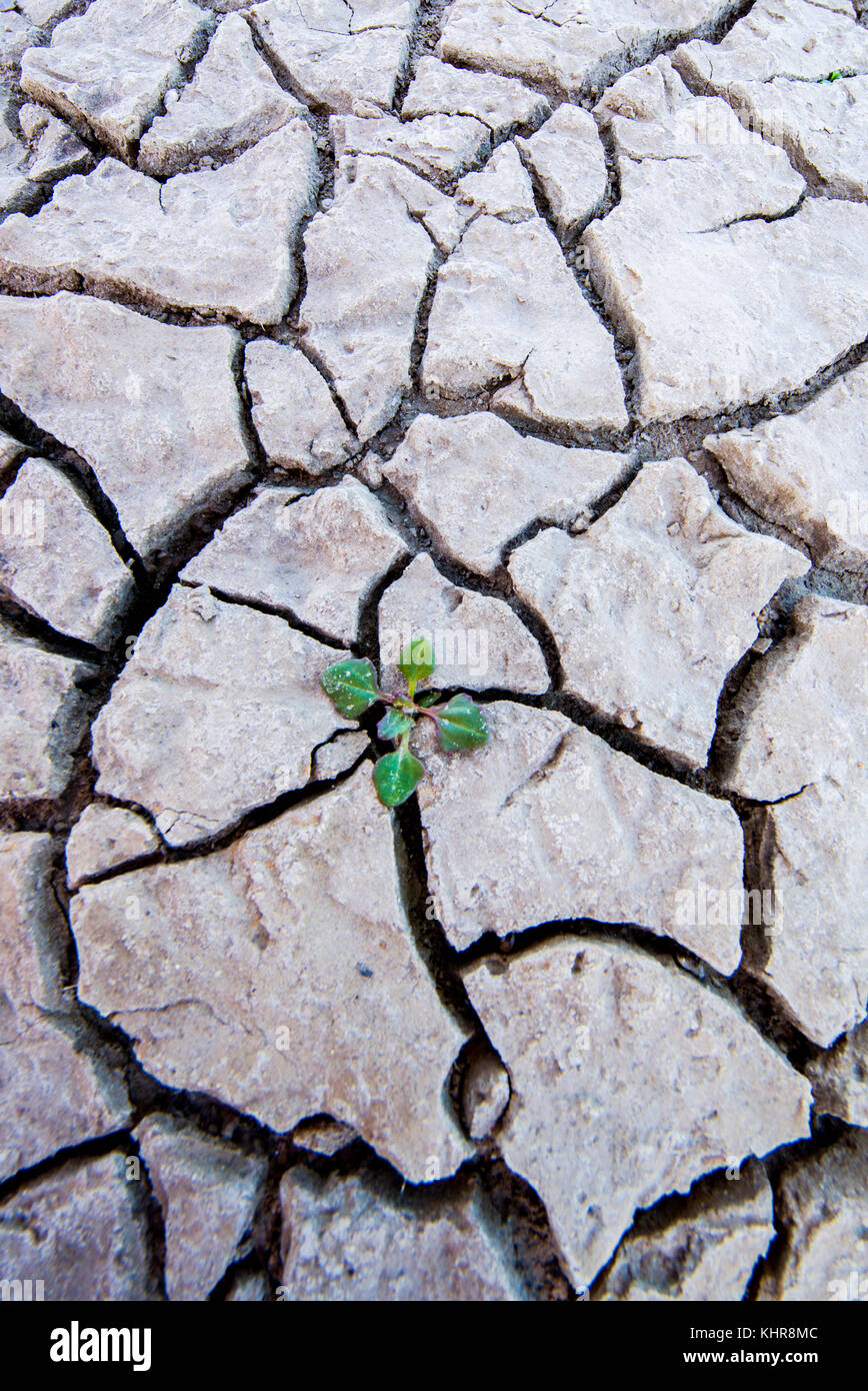 Ground plant in dry marsh in summer, Netherlands Stock Photo - Alamy