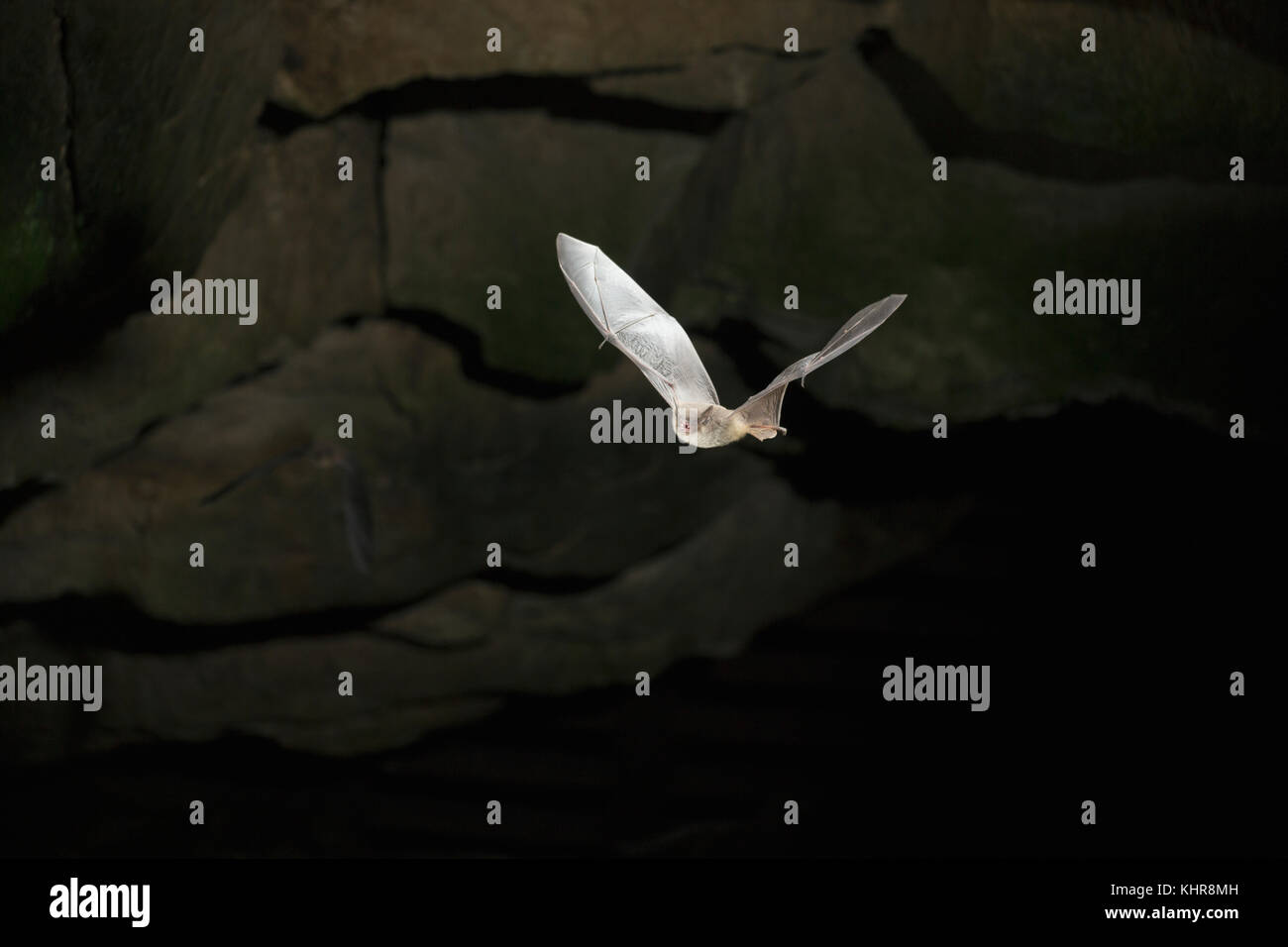 Gray Myotis (Myotis grisescens) flying out of cave, Mammoth Cave ...
