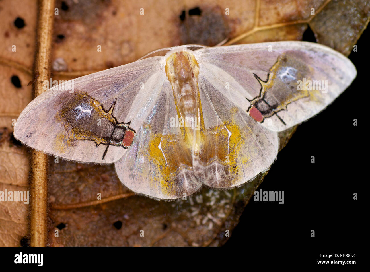 Moth (Macrocilix maia), with false fly spots, Danum Valley Conservation ...