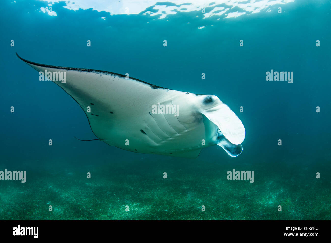 Manta Ray (Manta birostris), Lesser Sunda Islands, Indonesia Stock ...