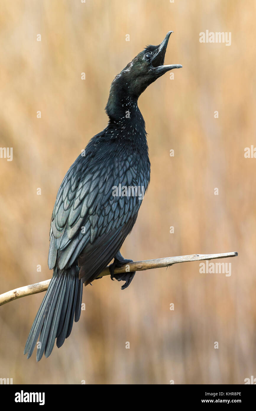 Pygmy Cormorant (Microcarbo pygmeus) calling, Florence, Italy Stock ...