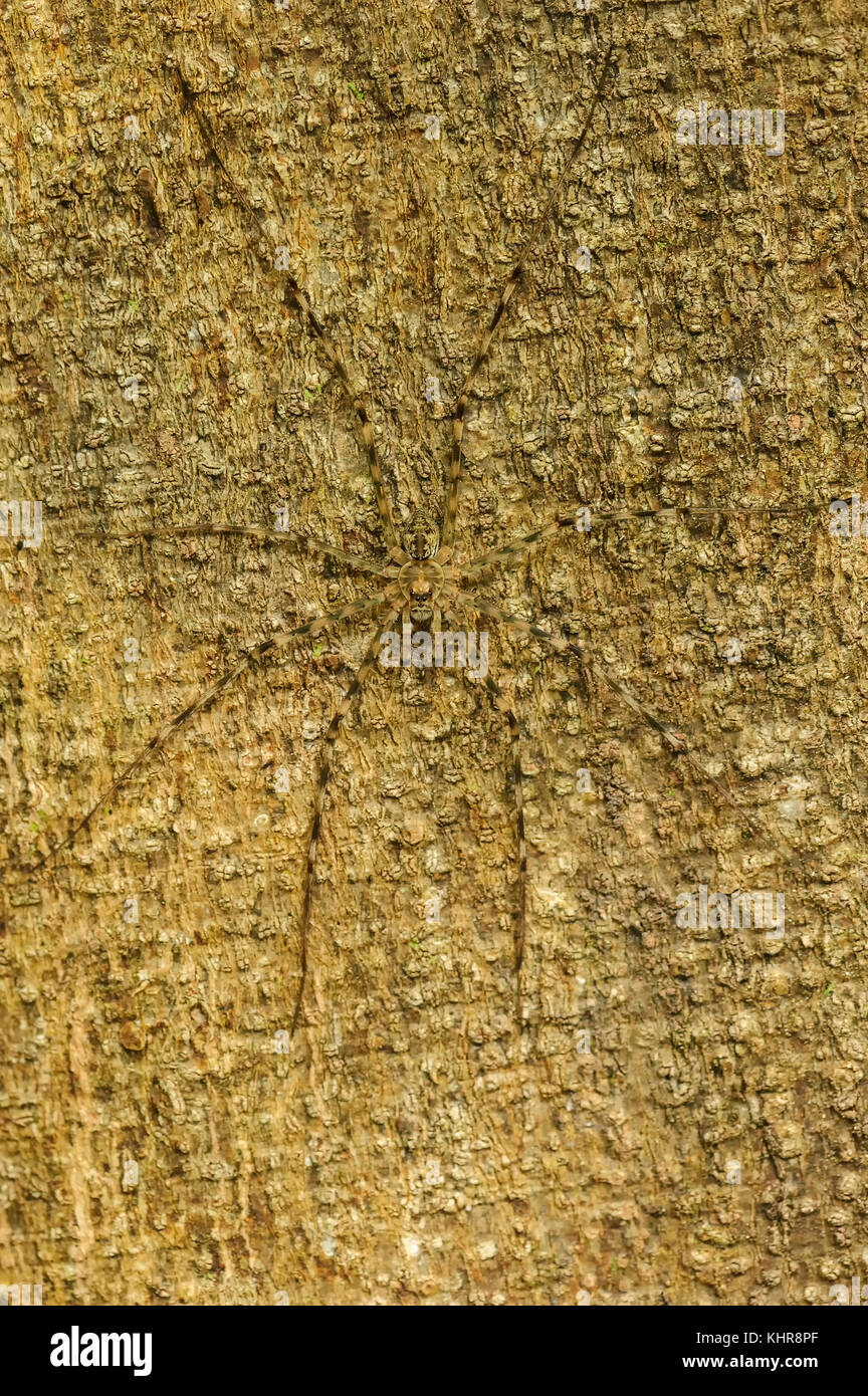 Spider (Trechaleidae) camouflaged on tree, Mamiraua Reserve, Amazon ...