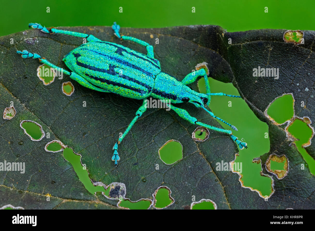 True Weevil (Curculionidae), Las Tangaras Bird Reserve, Colombia Stock ...