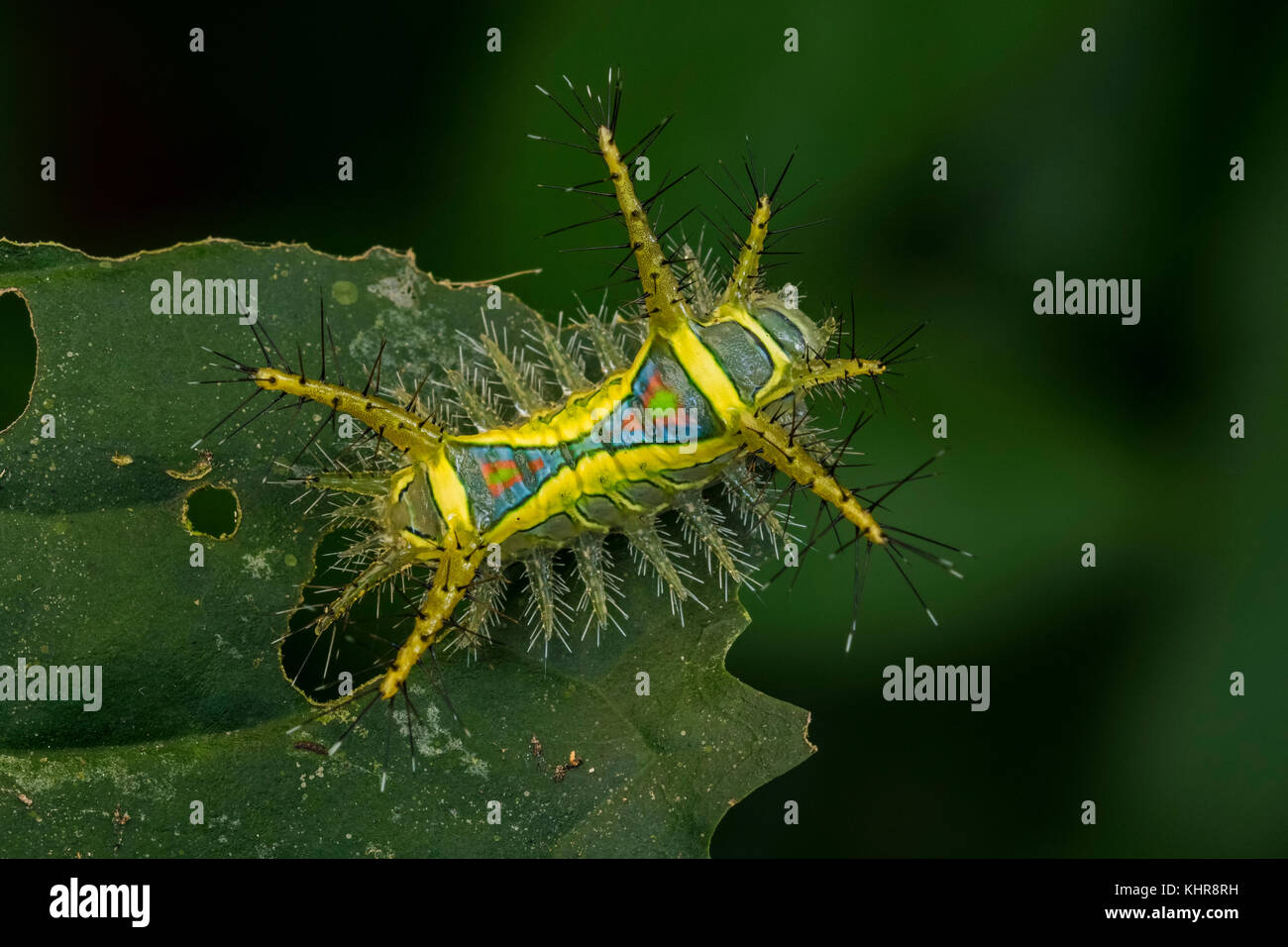 Cup Moth (Limacodidae) caterpillar, Magdalena Valley, Colombia Stock ...