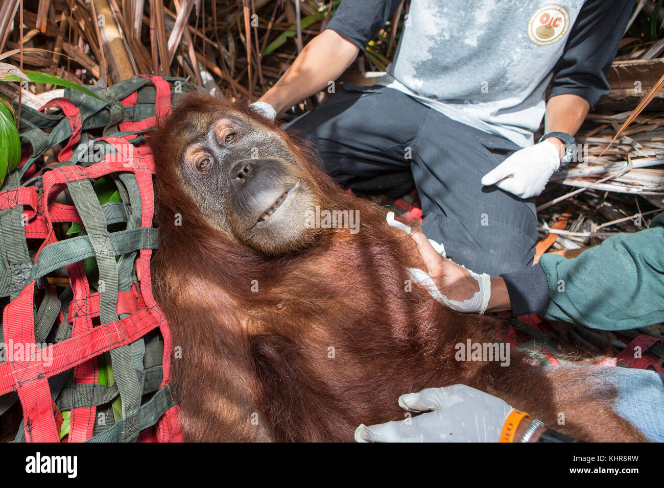 Sumatran Orangutan (Pongo abelii) female being rescued from clearcut ...