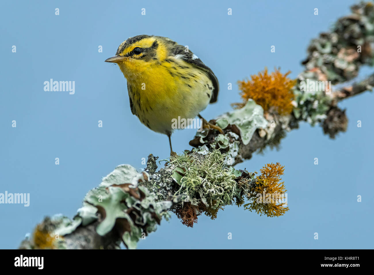 Blackburnian Warbler (Setophaga fusca), Chicaque Natural Park, Colombia ...