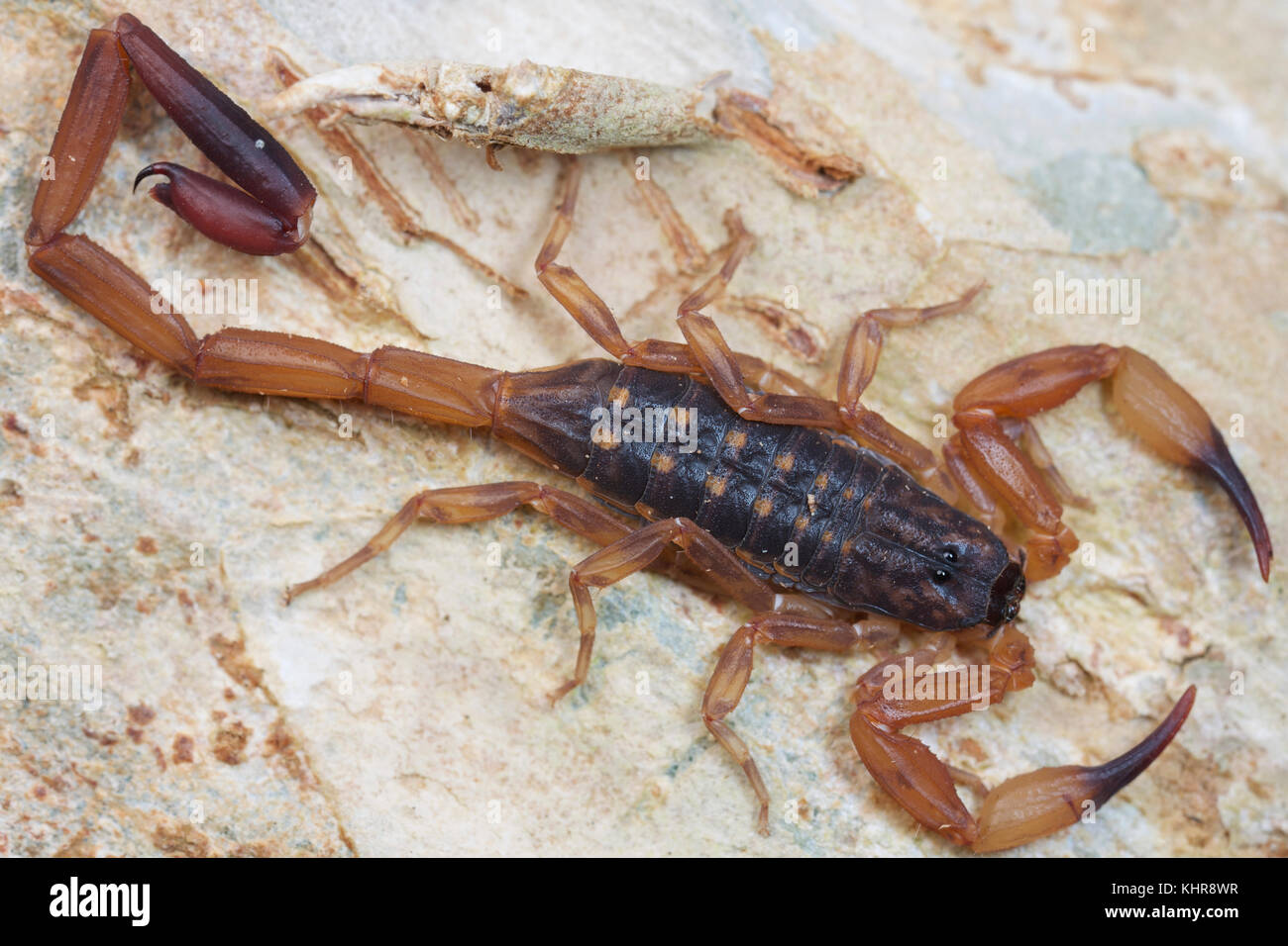 Thick-tailed Scorpion (Tityus sp), Cat Tien National Park, Vietnam ...