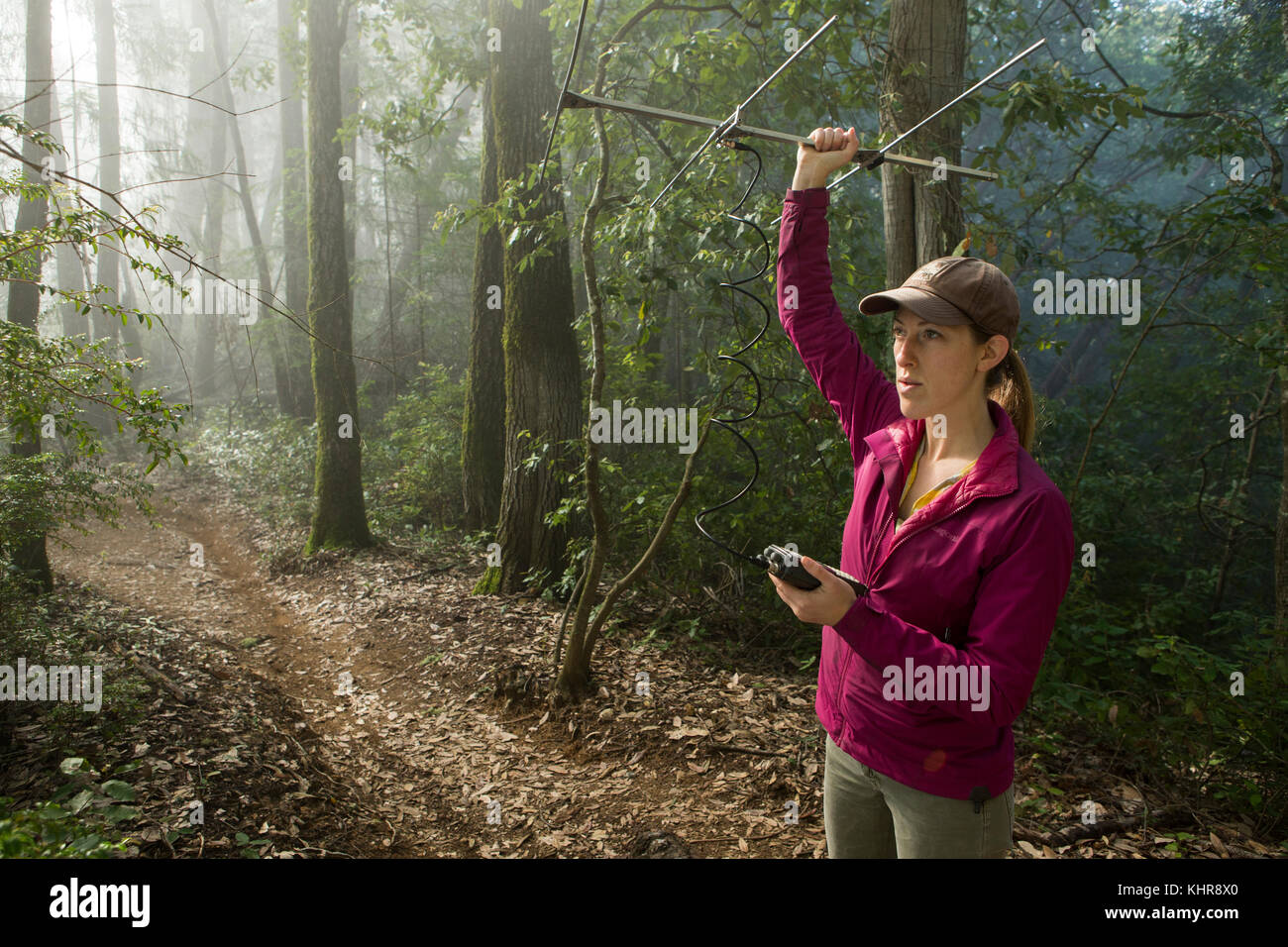 Mountain Lion (Puma concolor) biologist, Justine Alyssa Smith, using ...