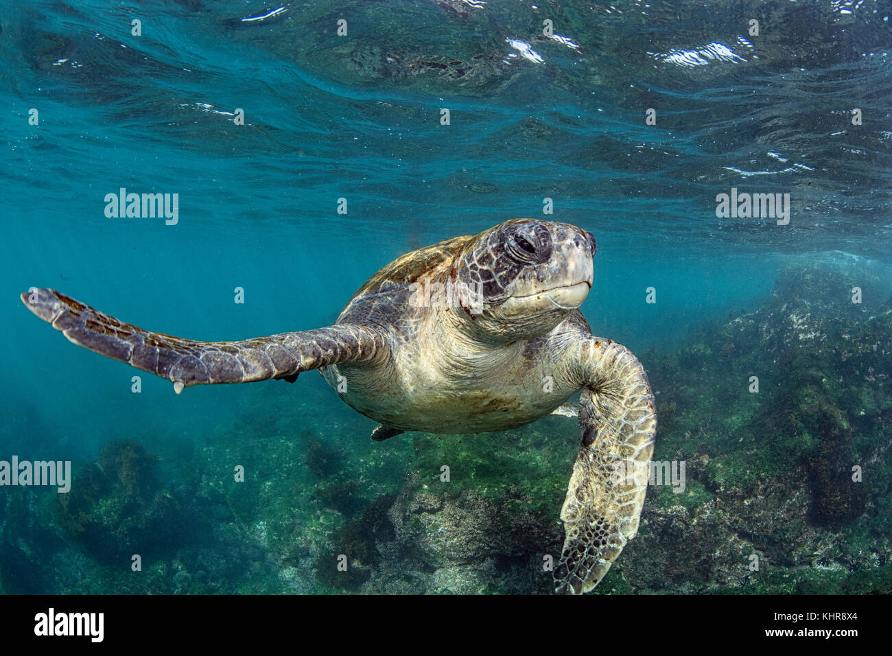 Pacific Green Sea Turtle (Chelonia mydas agassizi) in water, Floreana ...