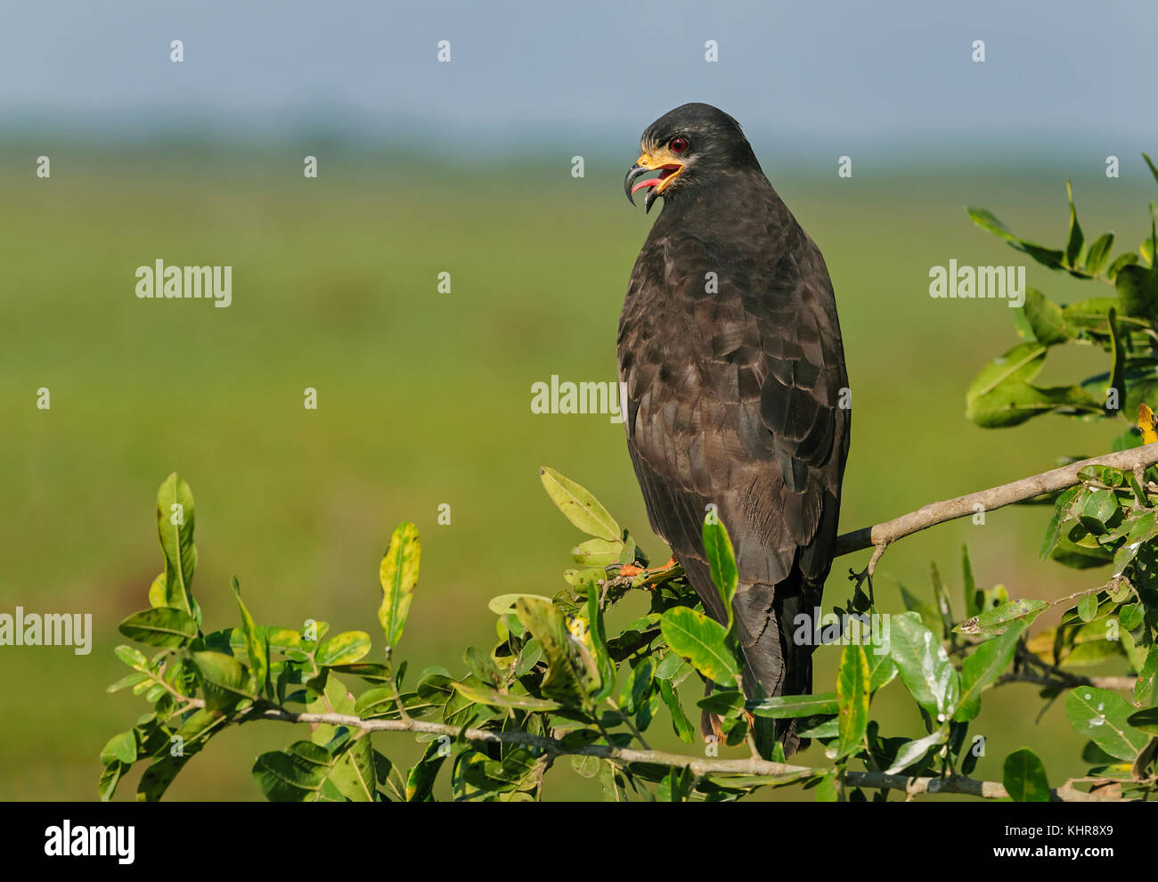 Great Black Hawk (Buteogallus urubitinga), Pantanal, Mato Grosso ...