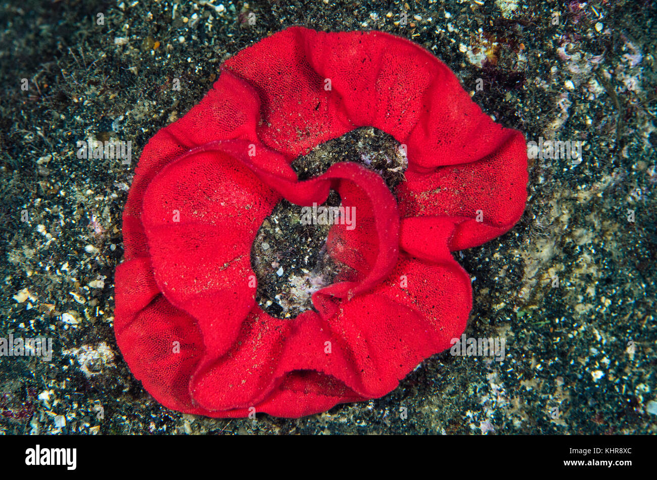 Nudibranch eggs, Raja Ampat Islands, Indonesia Stock Photo - Alamy
